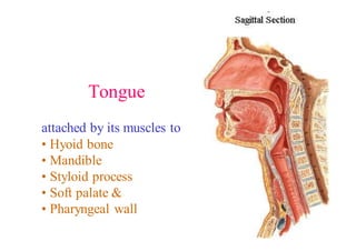 Tongue | DOCX | Ear, Nose and Throat Conditions | Diseases and Conditions