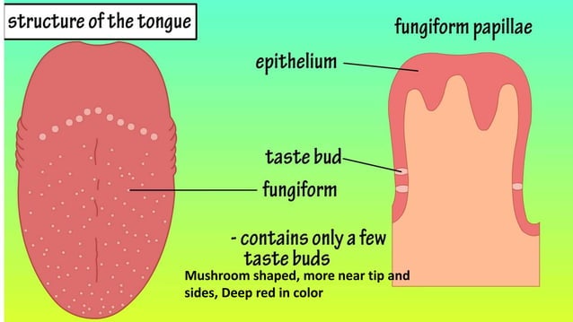 tongue.pptx