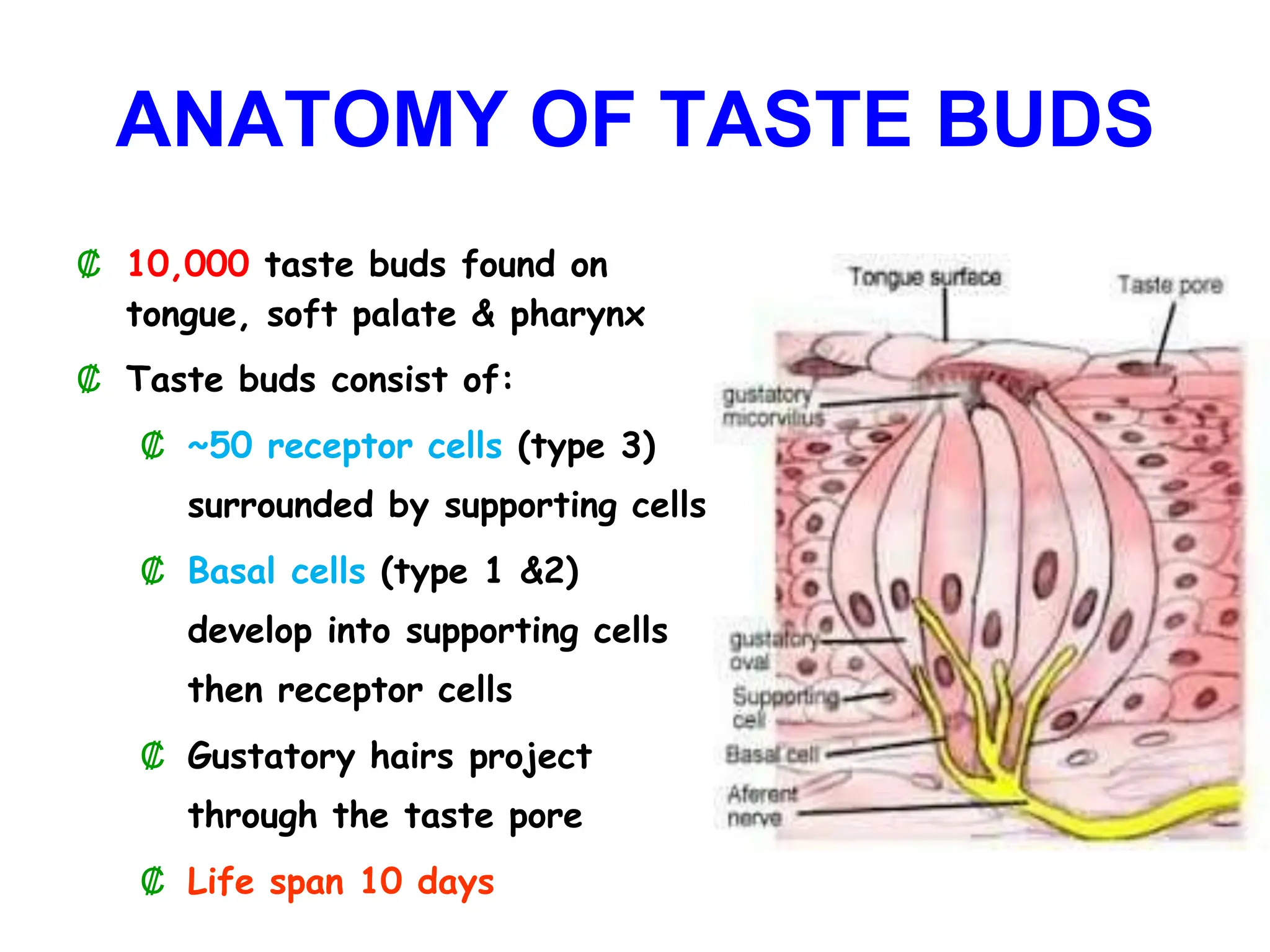 TONGUE - ANATOMY & PHYSIOLOGY OF GUSTATION - TASTE SENSATION For B ...
