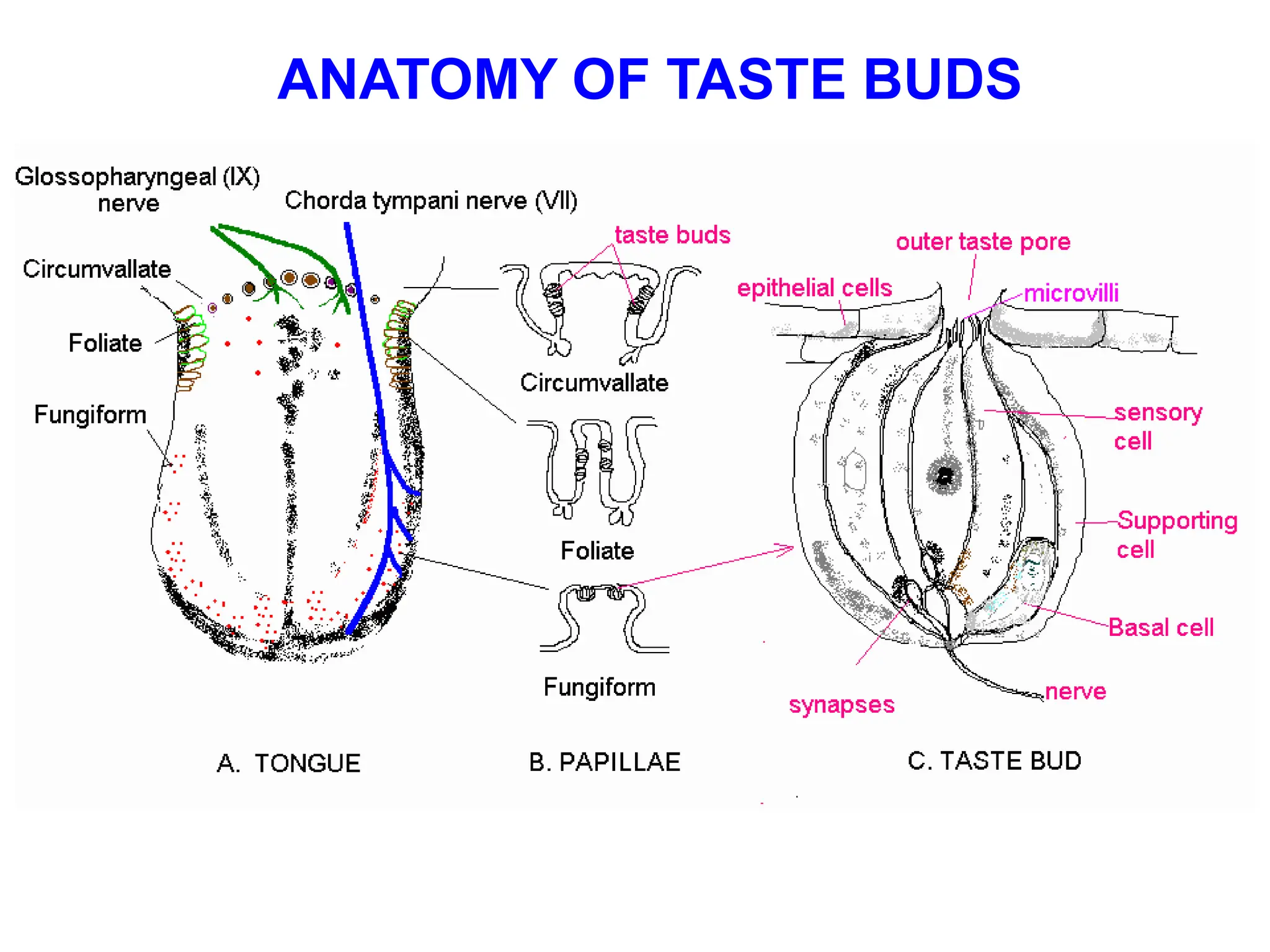 TONGUE - ANATOMY & PHYSIOLOGY OF GUSTATION - TASTE SENSATION For B ...