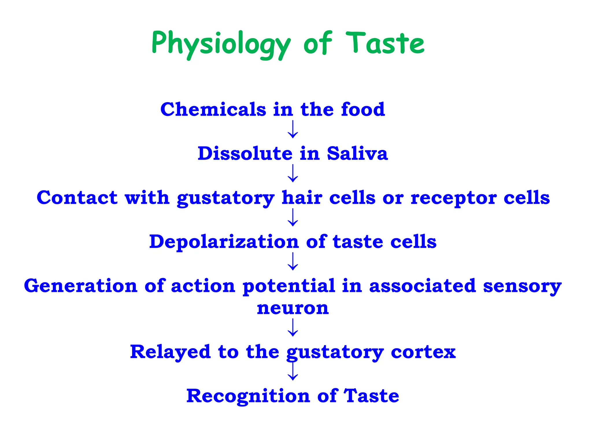 TONGUE - ANATOMY & PHYSIOLOGY OF GUSTATION - TASTE SENSATION For B ...