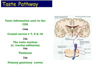 TONGUE - ANATOMY & PHYSIOLOGY OF GUSTATION - TASTE SENSATION For B ...