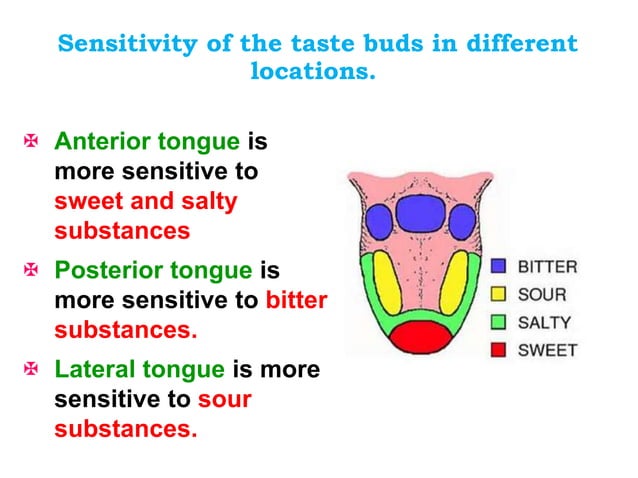 TONGUE - ANATOMY & PHYSIOLOGY OF GUSTATION - TASTE SENSATION For B ...