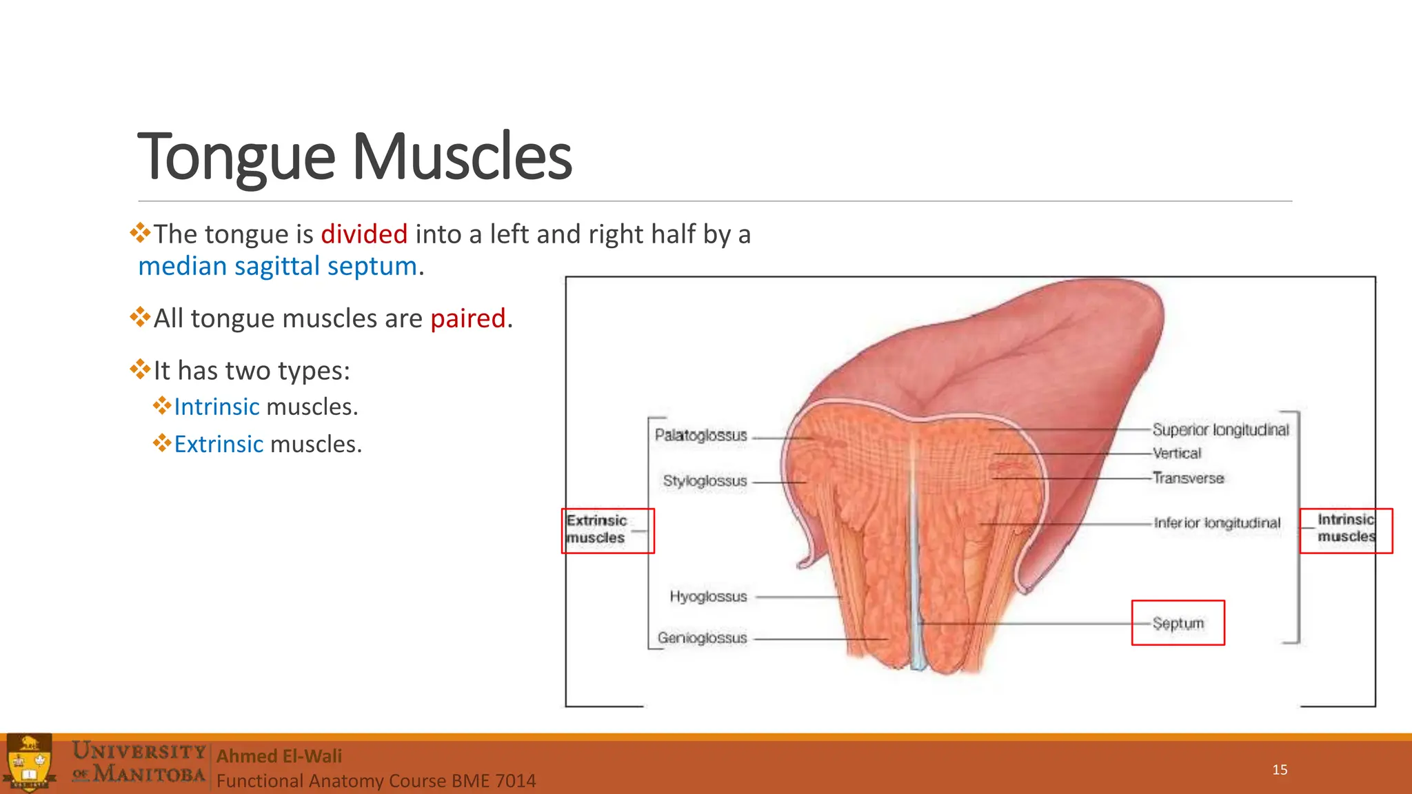 tongue.pdf
