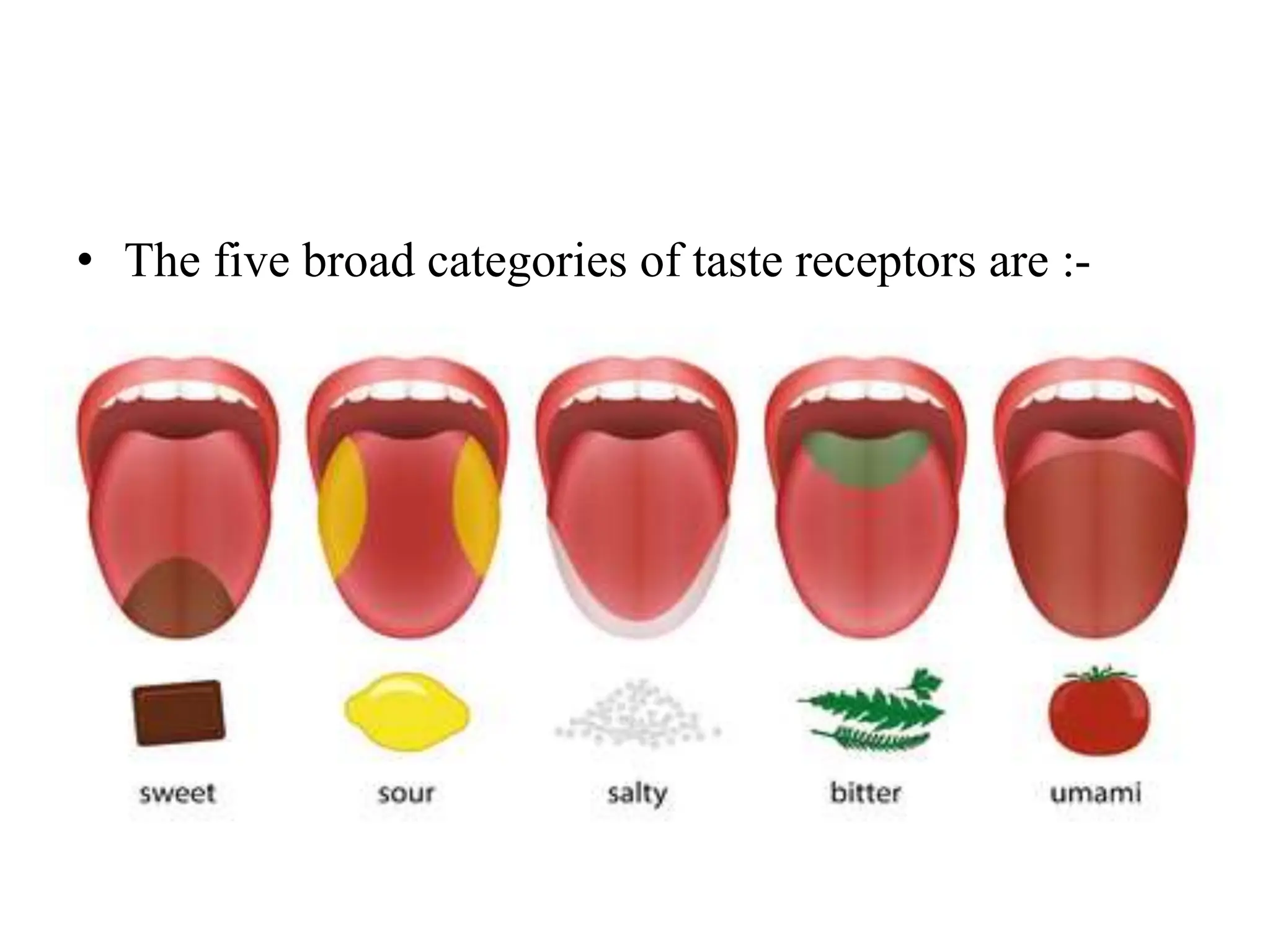 Brief Details of Tongues functions and nerve supply | PPTX