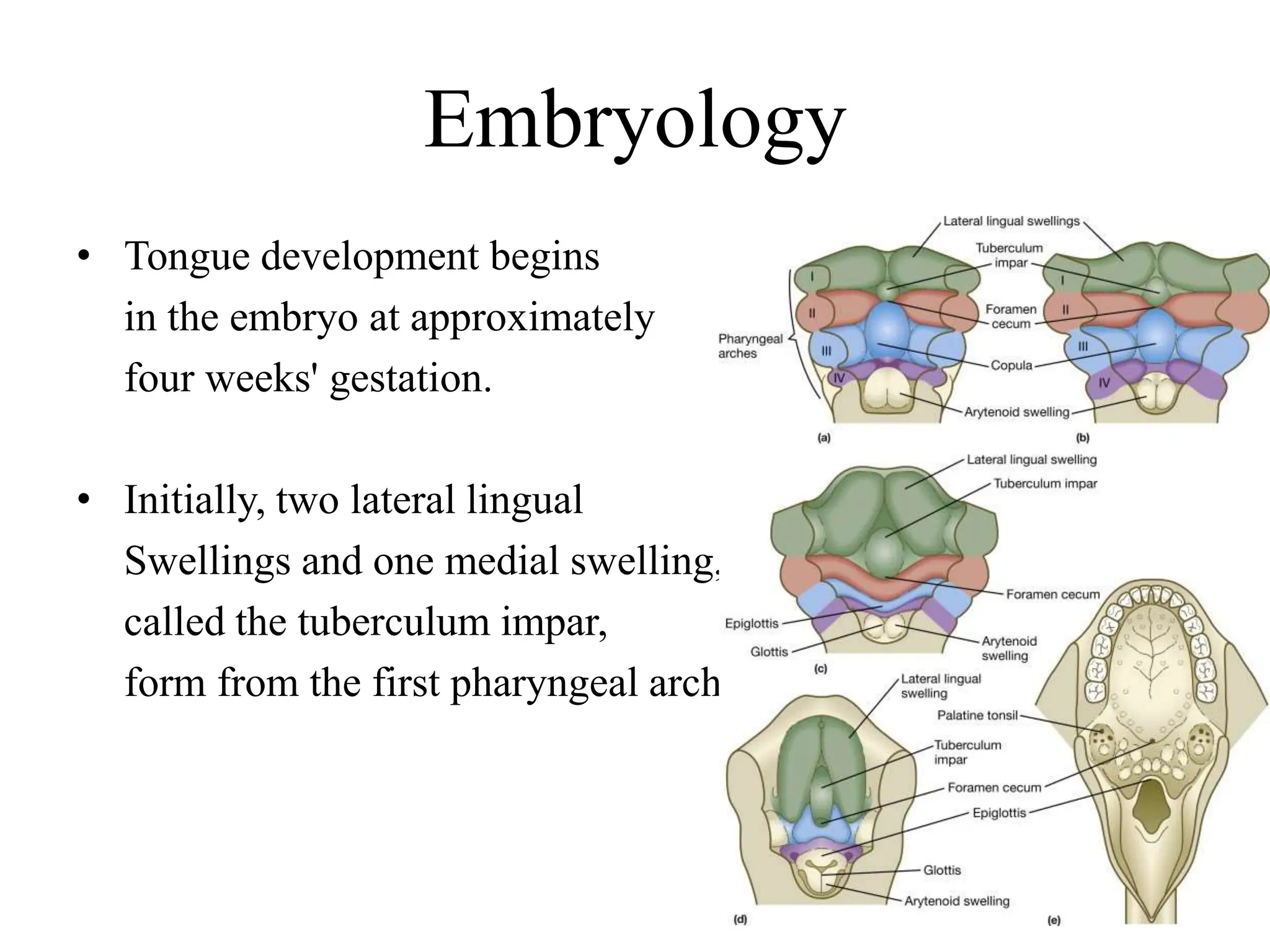 Brief Details of Tongues functions and nerve supply | PPTX