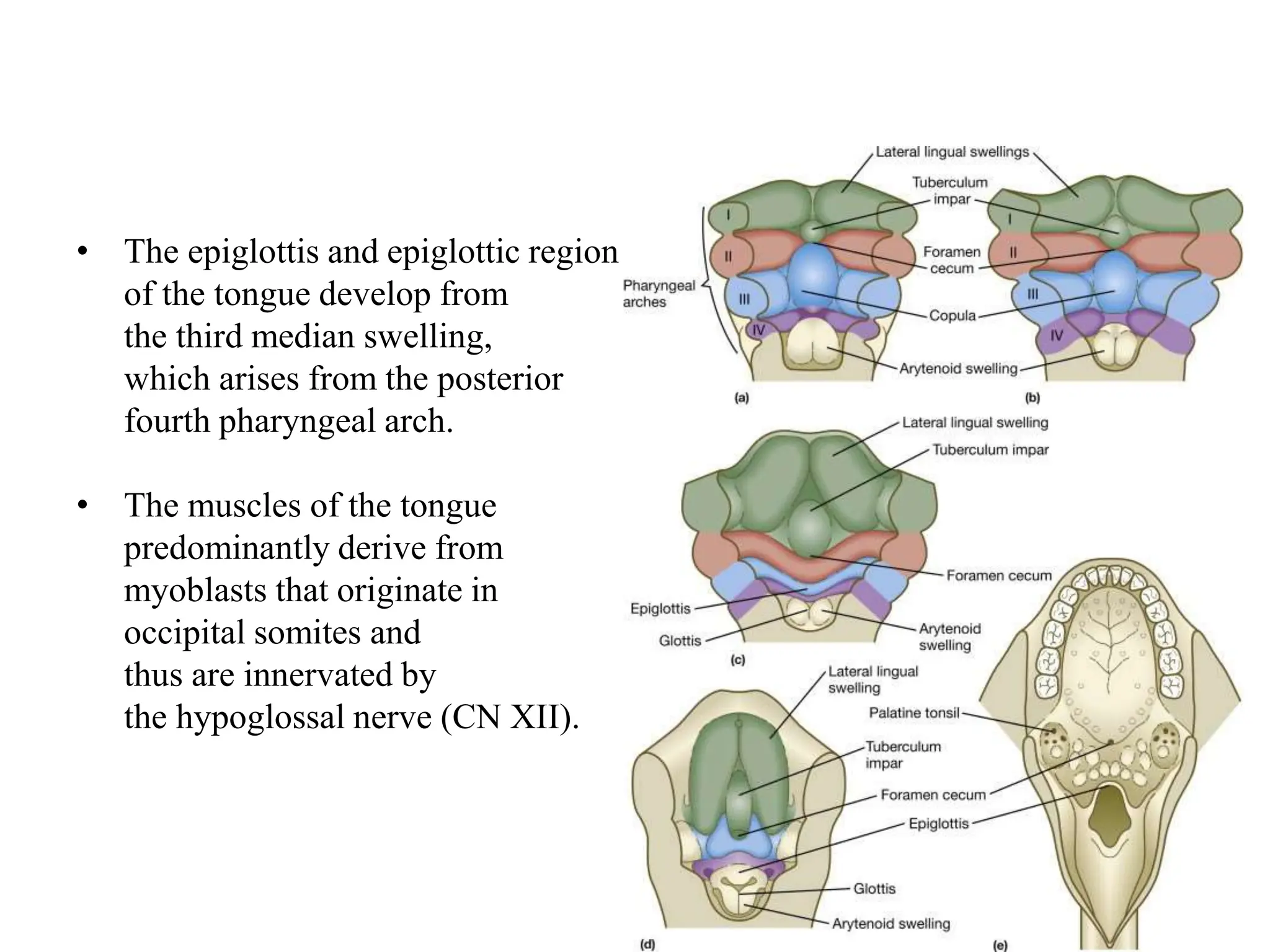 Brief Details of Tongues functions and nerve supply | PPTX