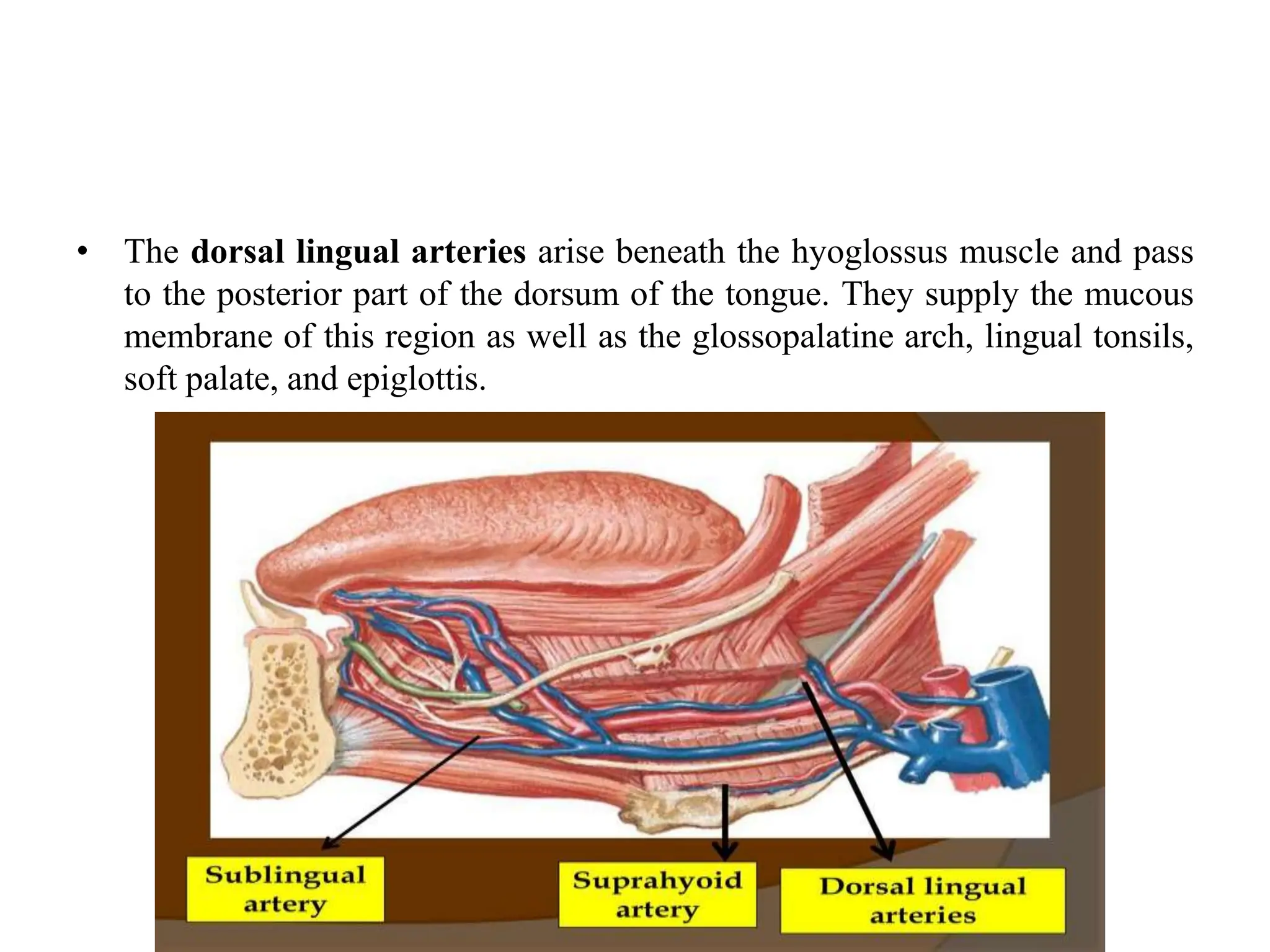 Brief Details of Tongues functions and nerve supply | PPTX