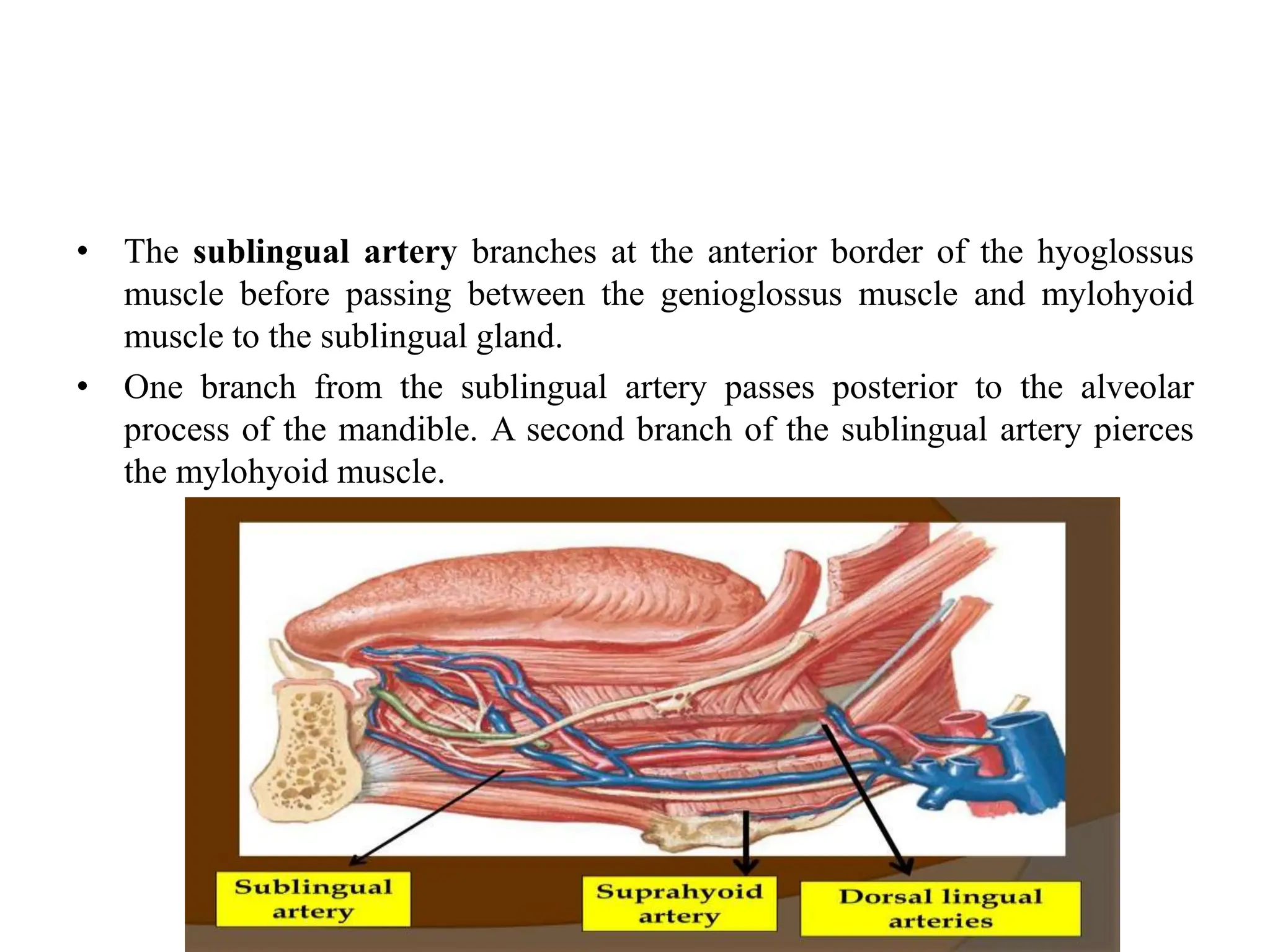 Brief Details of Tongues functions and nerve supply | PPTX