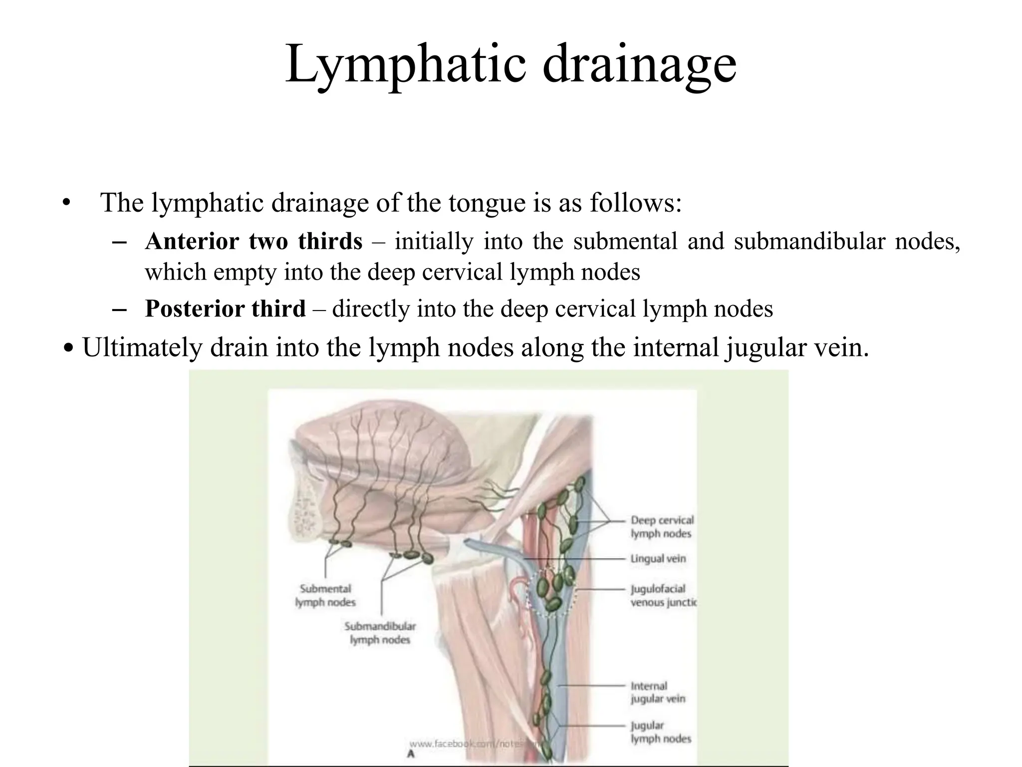 Brief Details of Tongues functions and nerve supply | PPTX