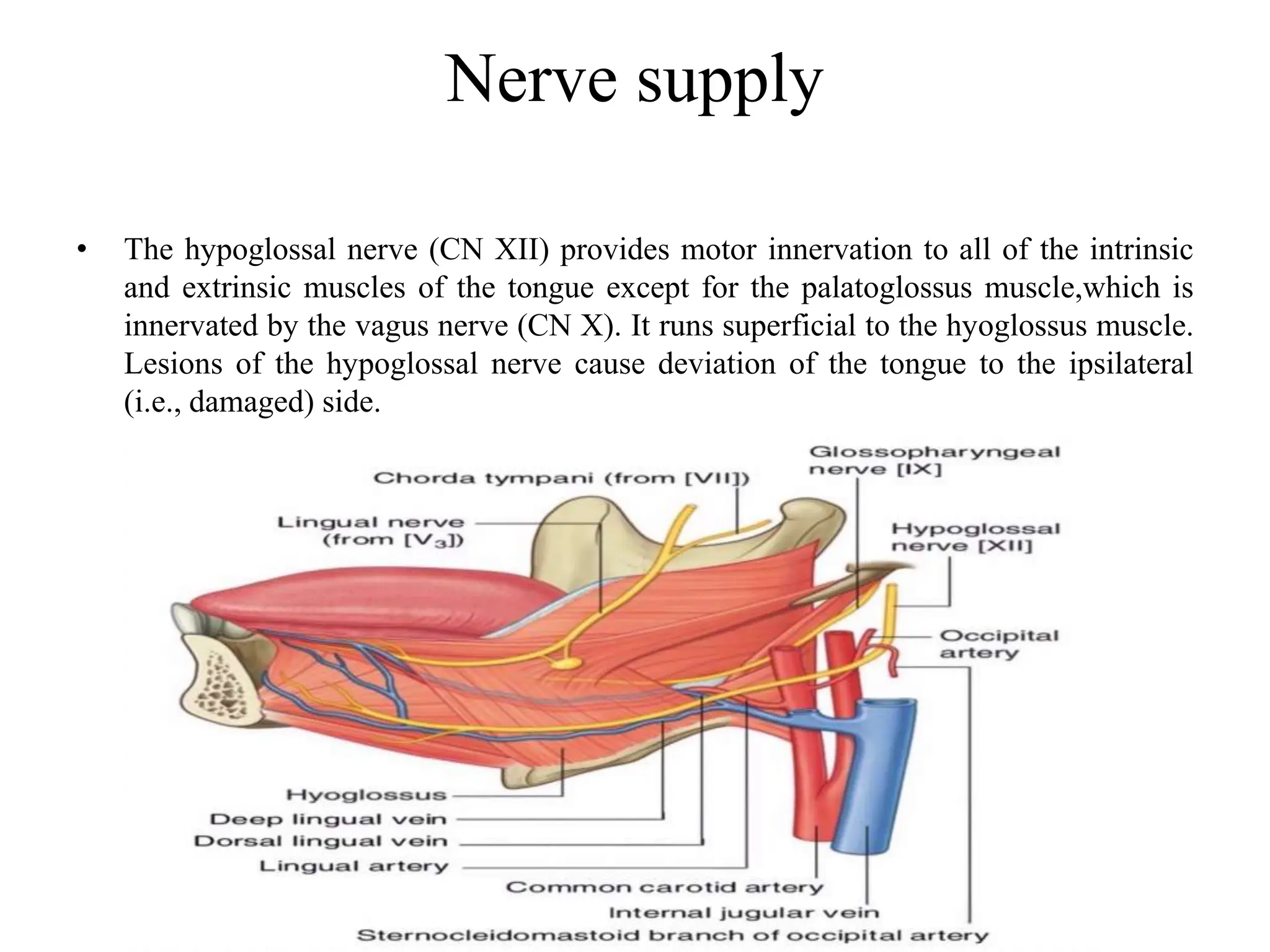 Brief Details of Tongues functions and nerve supply | PPTX