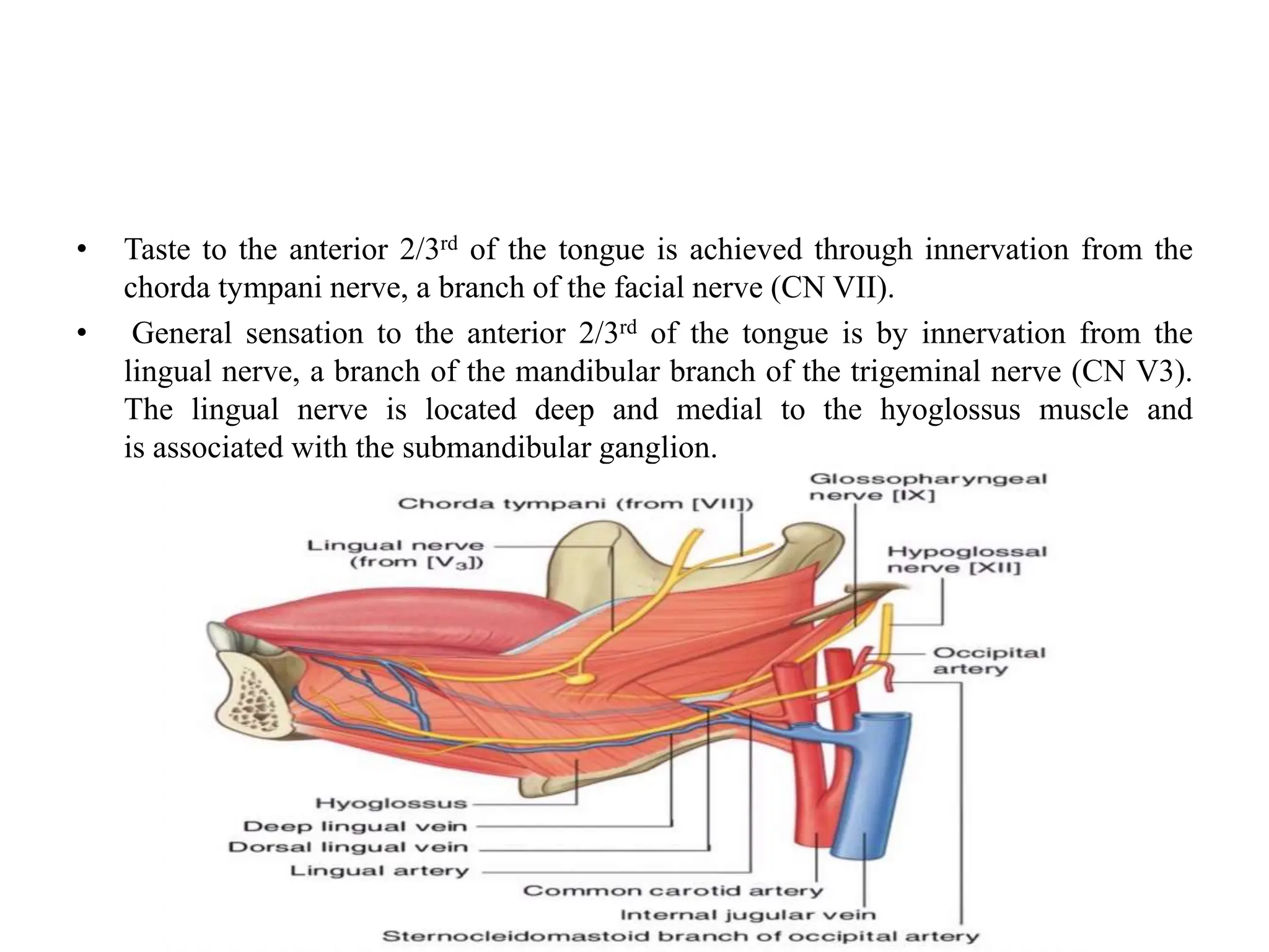 Brief Details of Tongues functions and nerve supply | PPTX