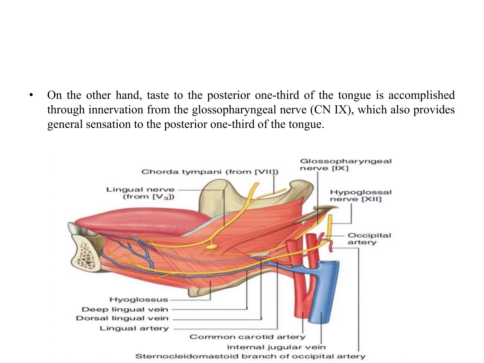 Brief Details of Tongues functions and nerve supply | PPTX