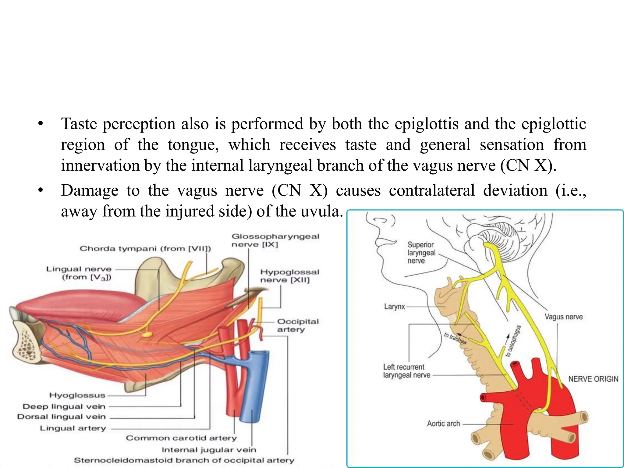 Brief Details of Tongues functions and nerve supply | PPTX