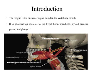 Brief Details of Tongues functions and nerve supply | PPTX