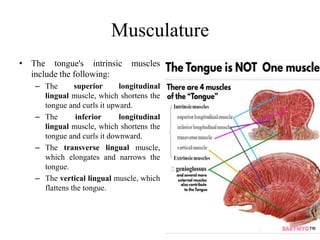 Brief Details of Tongues functions and nerve supply | PPTX