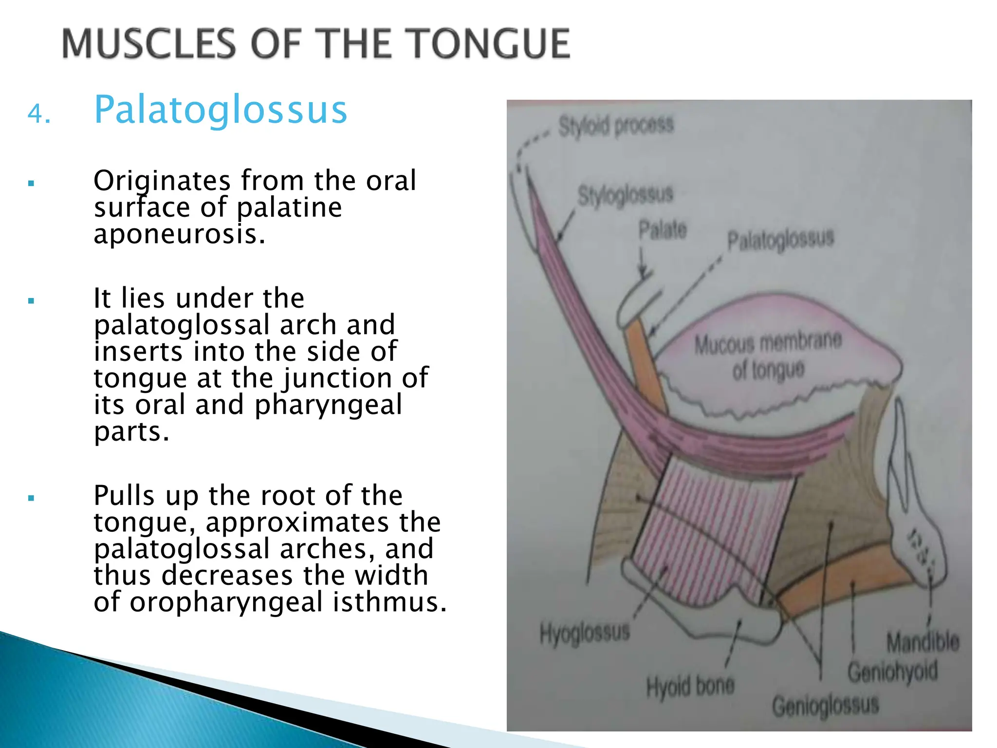 tongue ppt oral and maxillofacial pathology basic | PPT