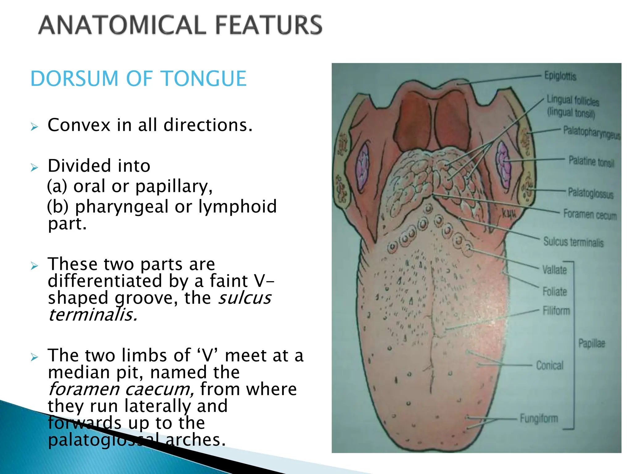 tongue ppt oral and maxillofacial pathology basic | PPT