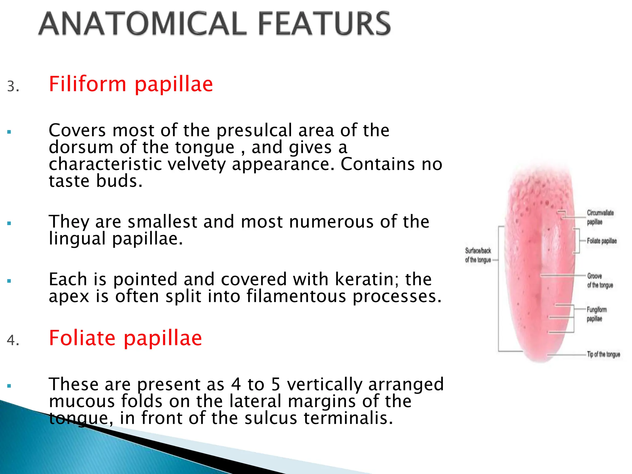 tongue ppt oral and maxillofacial pathology basic | PPT