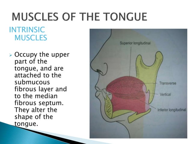 tongue ppt oral and maxillofacial pathology basic | PPT