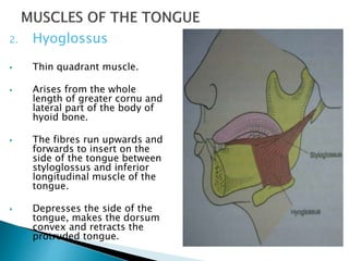 tongue ppt oral and maxillofacial pathology basic | PPTX
