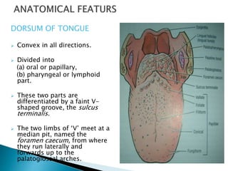 tongue ppt oral and maxillofacial pathology basic | PPT