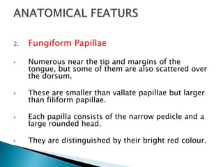 tongue ppt oral and maxillofacial pathology basic | PPT