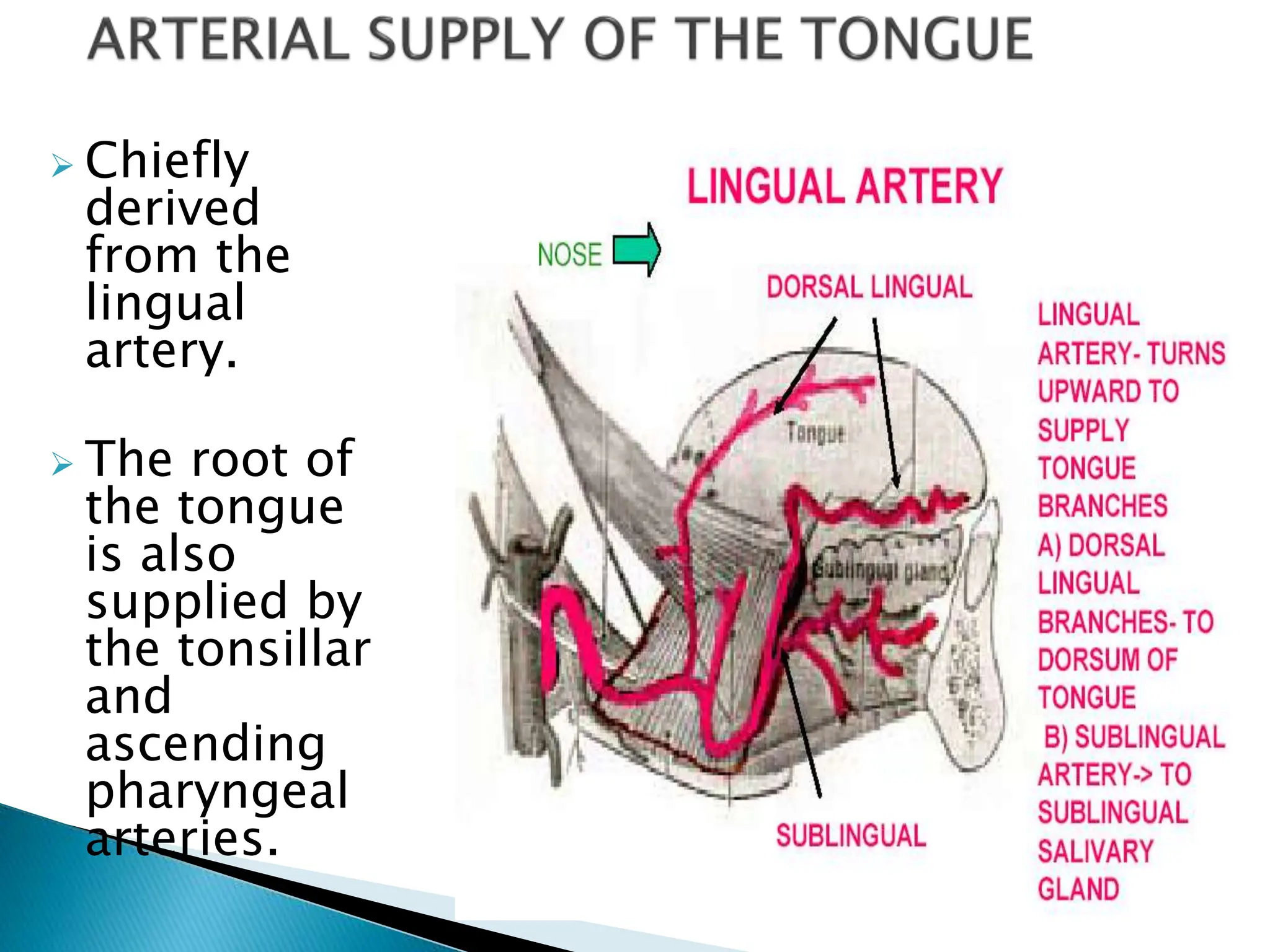 tongue.pptx oral and maxillofacial pathology basic | PPTX | Ear, Nose ...
