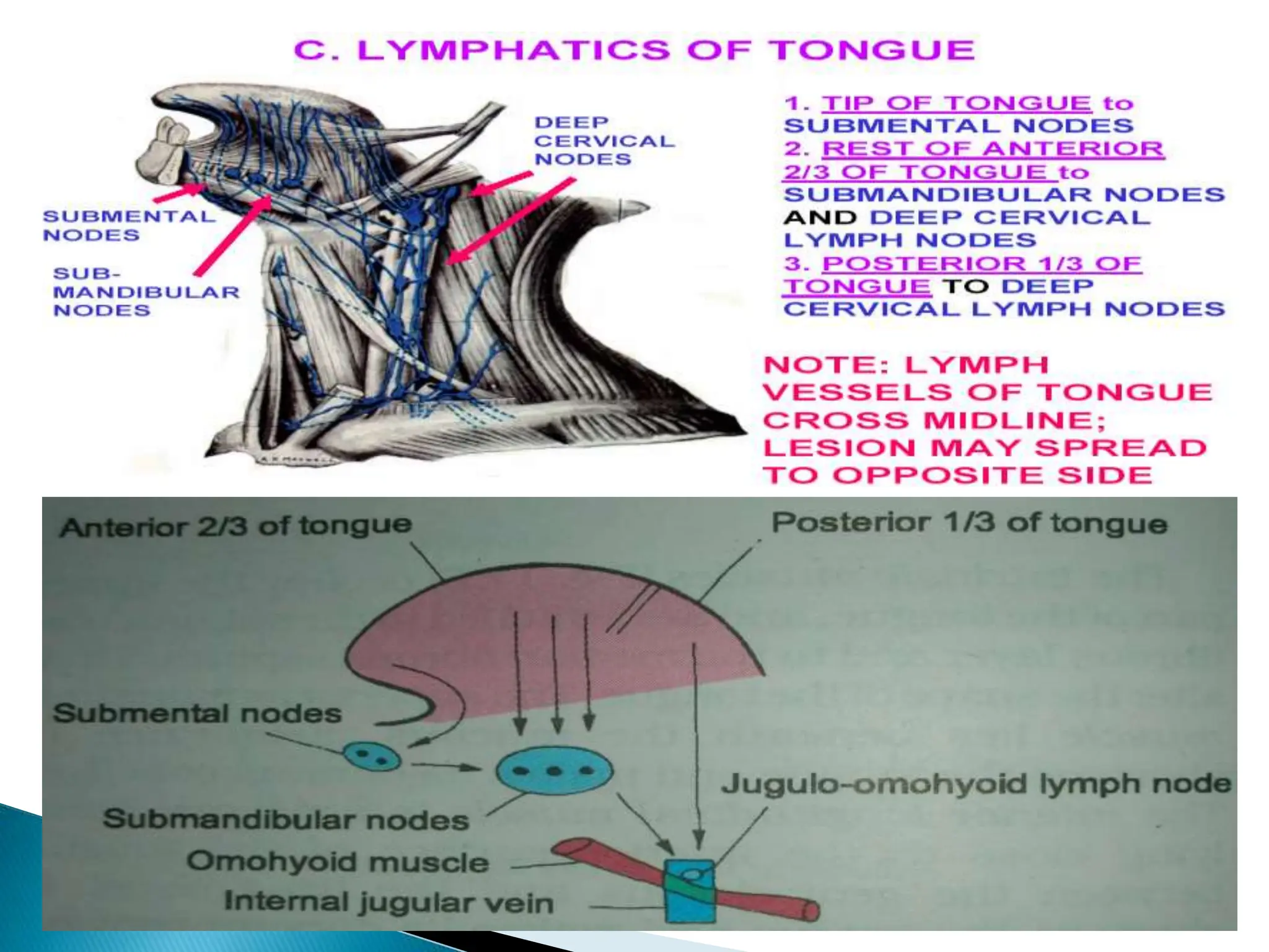 tongue.pptx oral and maxillofacial pathology basic | PPTX | Ear, Nose ...