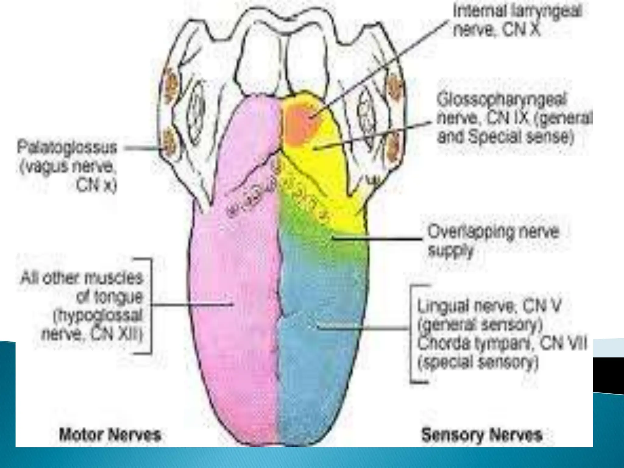 tongue.pptx oral and maxillofacial pathology basic | PPTX | Ear, Nose ...