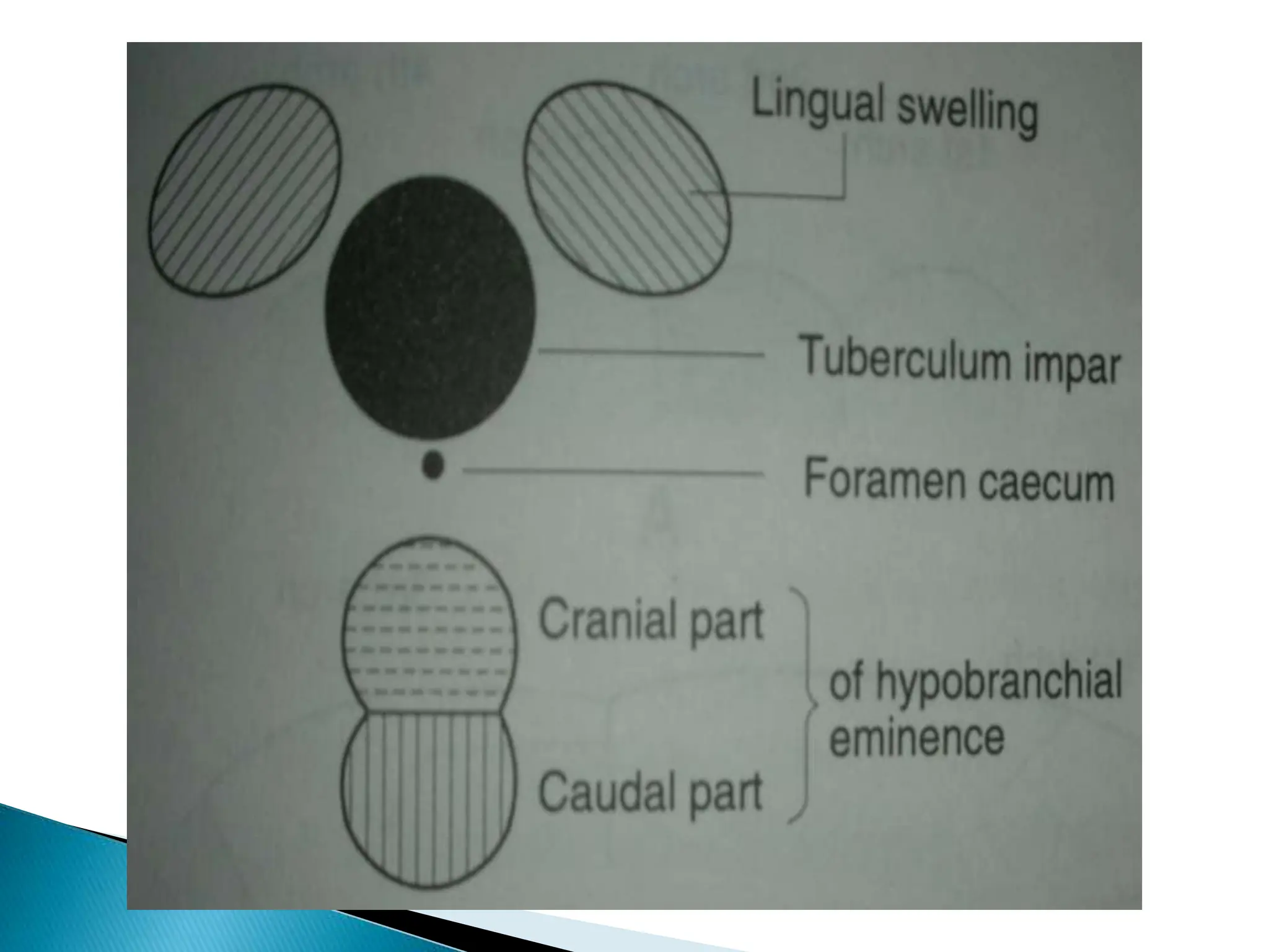 tongue.pptx oral and maxillofacial pathology basic | PPTX | Ear, Nose ...
