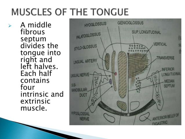 tongue.pptx oral and maxillofacial pathology basic | PPTX | Ear, Nose ...