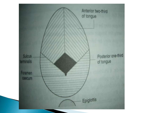 tongue.pptx oral and maxillofacial pathology basic | PPTX | Ear, Nose ...