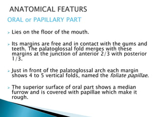 tongue.pptx oral and maxillofacial pathology basic | PPTX
