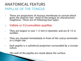 tongue.pptx oral and maxillofacial pathology basic | PPTX