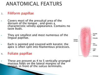 tongue.pptx oral and maxillofacial pathology basic | PPTX | Ear, Nose ...
