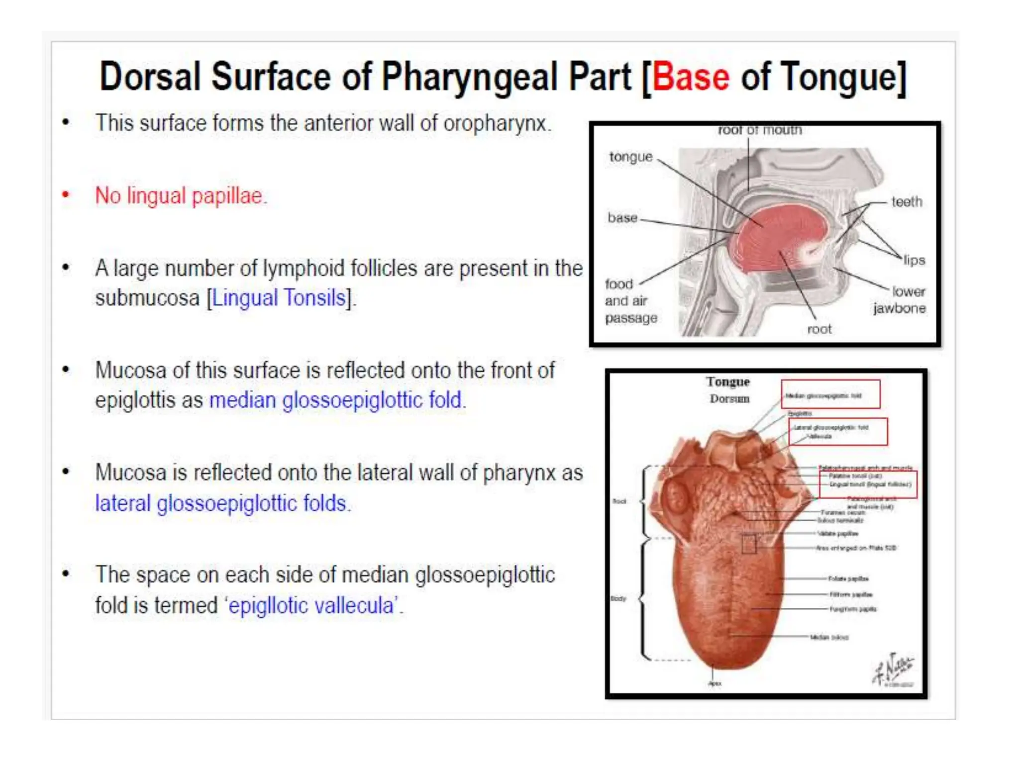 anatomy and physiology of Tongue and its disorders | PPTX