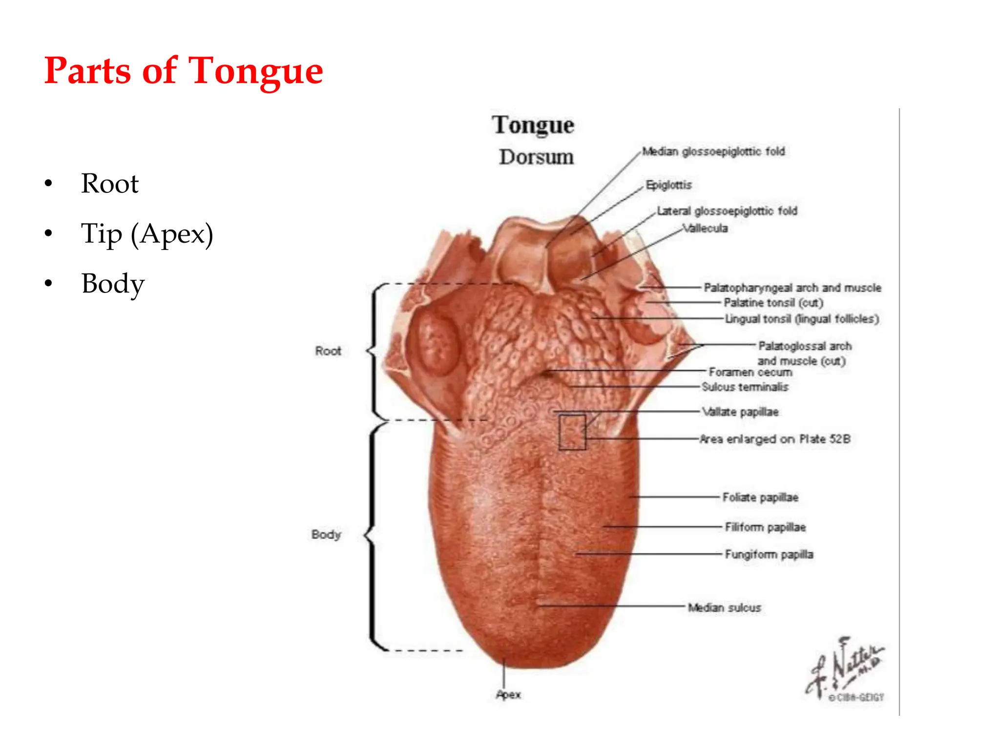 anatomy and physiology of Tongue and its disorders | PPTX