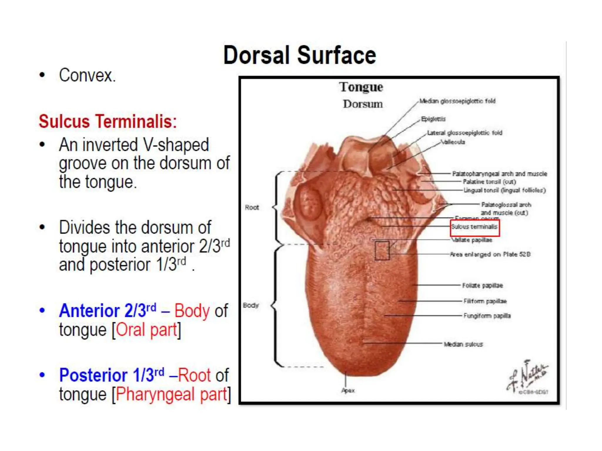anatomy and physiology of Tongue and its disorders | PPTX