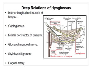 anatomy and physiology of Tongue and its disorders | PPTX