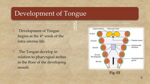 tongue and its components with applied.pptx