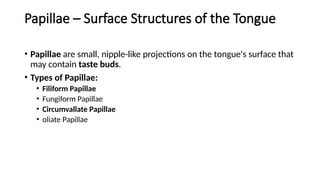 Tongue- Introduction, Functions, Uses ,Summary | PPTX