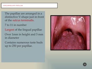 TONGUE ITS ANATOMY DEVELOPMENTAL ANOMALIES AND PROSTHODONTIC ...