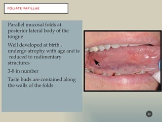 TONGUE ITS ANATOMY DEVELOPMENTAL ANOMALIES AND PROSTHODONTIC ...