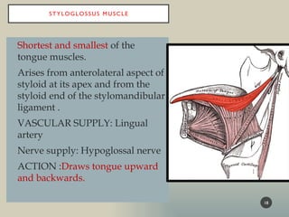 TONGUE ITS ANATOMY DEVELOPMENTAL ANOMALIES AND PROSTHODONTIC ...