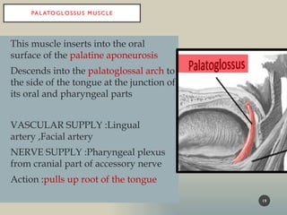 TONGUE ITS ANATOMY DEVELOPMENTAL ANOMALIES AND PROSTHODONTIC ...