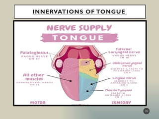 TONGUE ITS ANATOMY DEVELOPMENTAL ANOMALIES AND PROSTHODONTIC ...