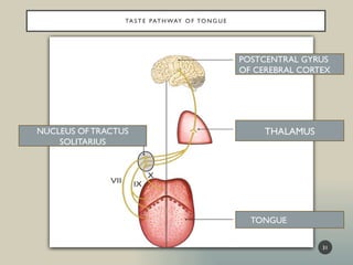 TONGUE ITS ANATOMY DEVELOPMENTAL ANOMALIES AND PROSTHODONTIC ...