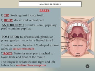 TONGUE ITS ANATOMY DEVELOPMENTAL ANOMALIES AND PROSTHODONTIC ...