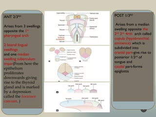 TONGUE ITS ANATOMY DEVELOPMENTAL ANOMALIES AND PROSTHODONTIC ...